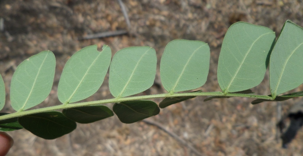 Cenízaro (Arjona Entre El Tamarindo Y El topotoropo) · iNaturalist