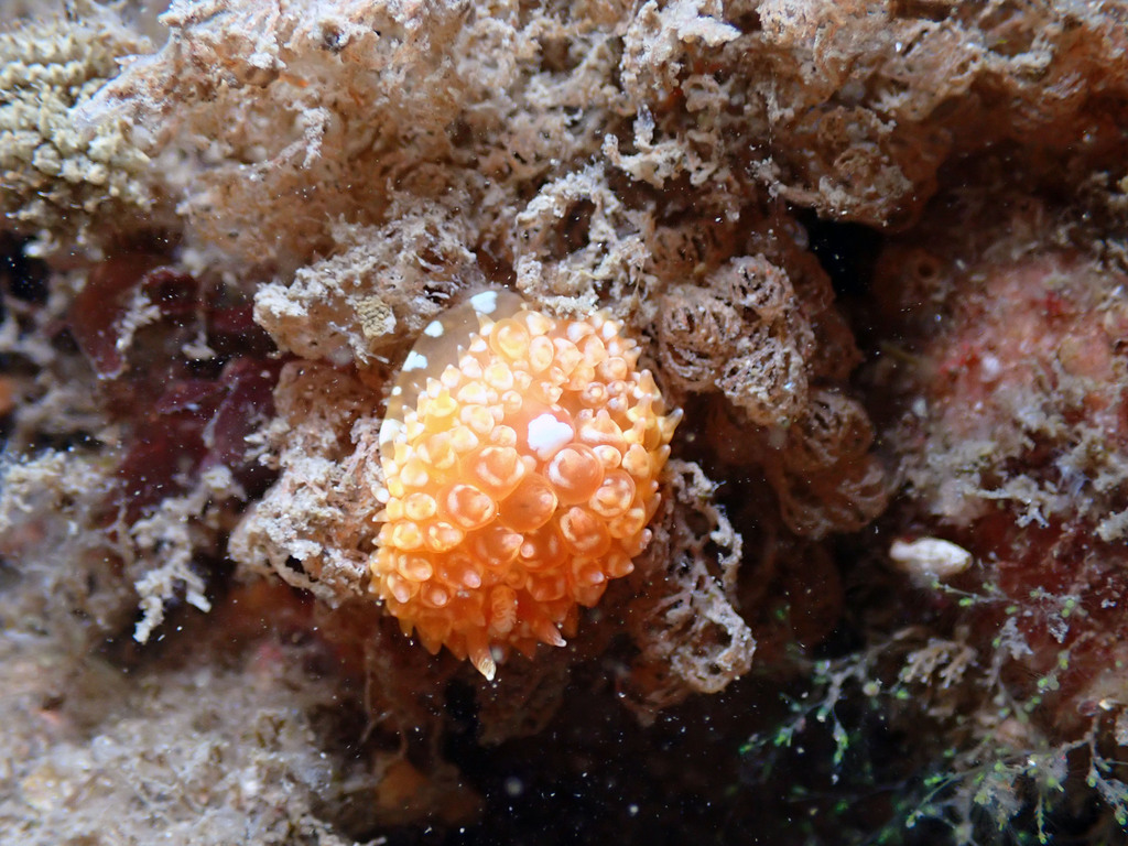 Janolus from Little Beach on August 30, 2024 at 06:15 PM by renae ...