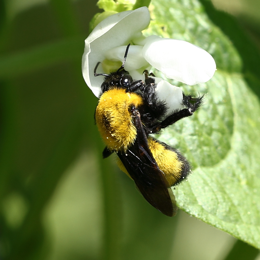 Morrison's Bumble Bee in August 2024 by Lane Nielson · iNaturalist