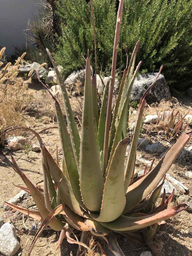 aloe vera from Chaffey College, Rancho Cucamonga, CA, US on June 20 ...
