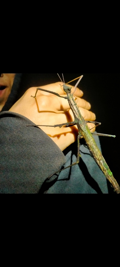 Crowned Stick Insect from Murray Upper QLD 4854, Australia on February ...
