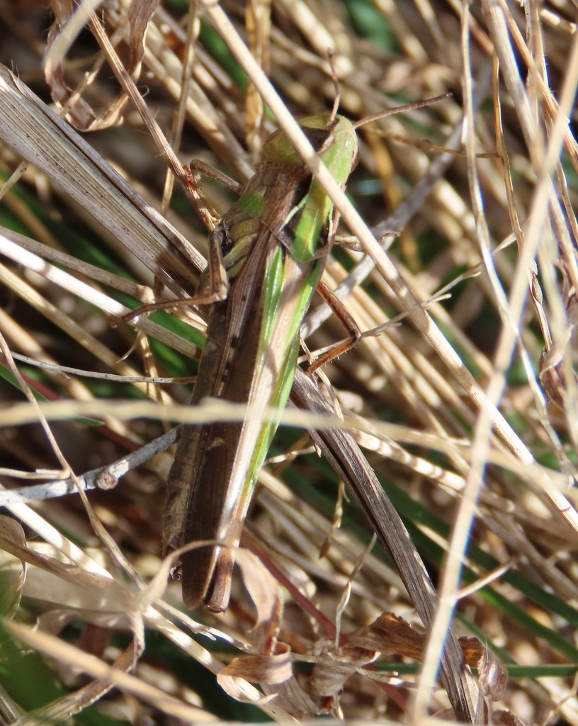 Acridini from Quaama NSW 2550, Australia on August 31, 2024 at 01:05 PM ...