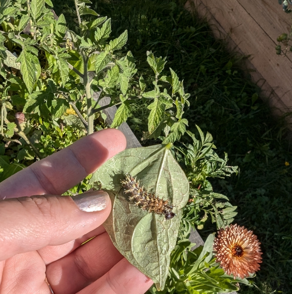 Question Mark from Flamingo Dr After Meadowlark Cr (6706), Halifax, NS ...