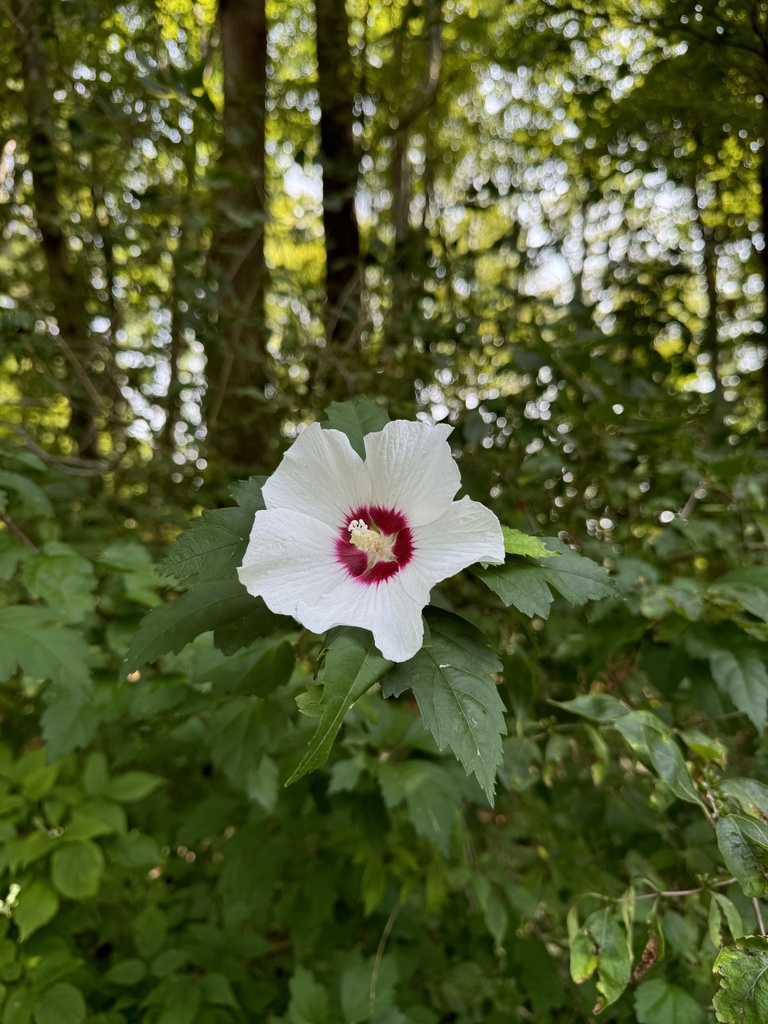 common hibiscus from Oak Openings, Whitehouse, OH, US on August 24 ...