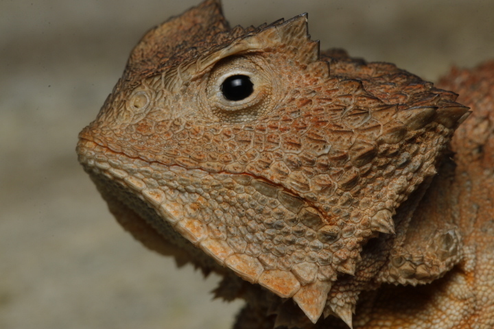 Rock Horned Lizard from Cananea, Son., México on August 7, 2024 at 08: ...