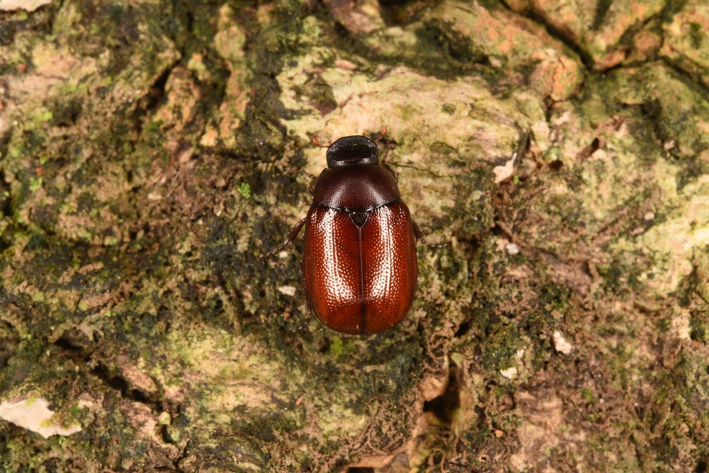 Apogonia cribricollis from 香港石崗錦上路; 近上村公園 on August 31, 2024 at 08:22 ...