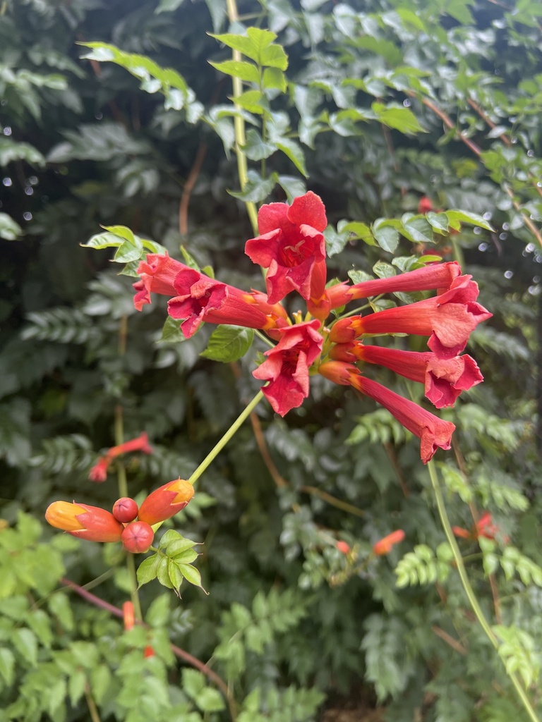 American trumpet vine from Villanova University, Villanova, PA, US on ...