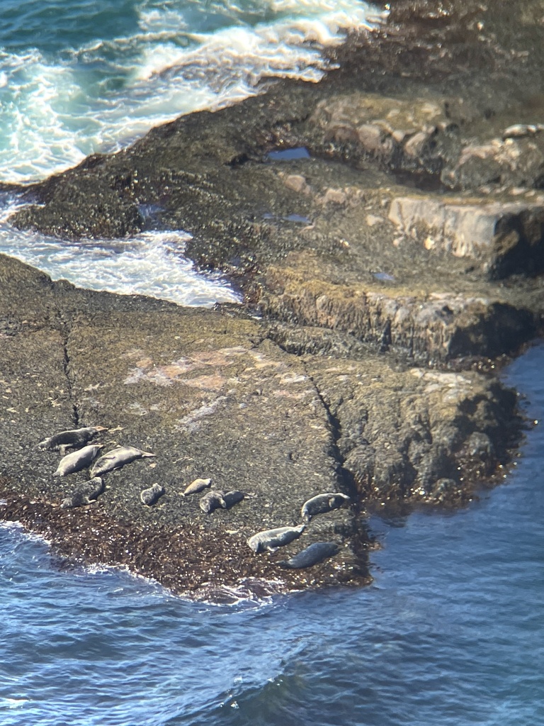 Atlantic Grey Seal from Cape St. Mary's Park Reserve, Division #1 ...