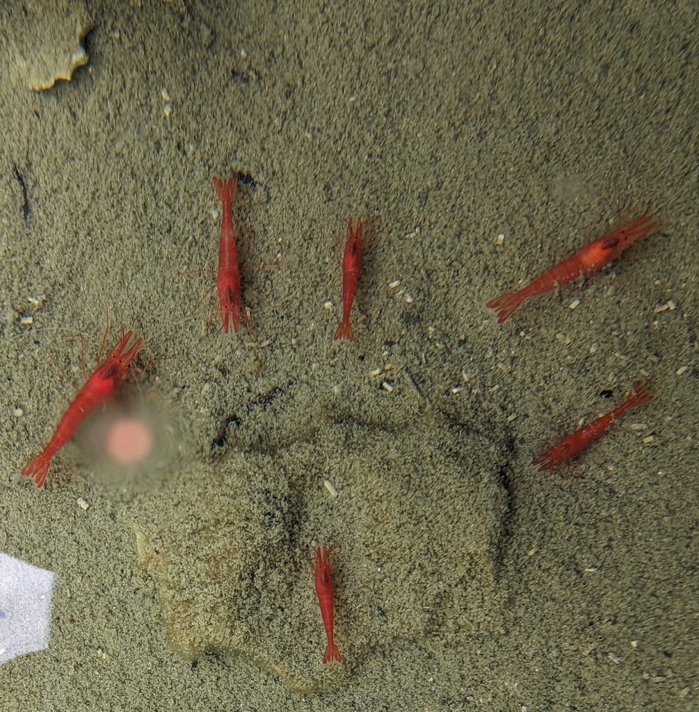 Red Cave Shrimp in March 2024 by Jen Laud. Located in the salt ponds ...