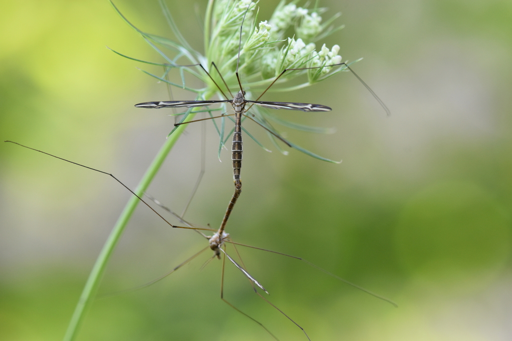 Tipula furca from Simcoe County, ON, Canada on August 15, 2024 at 11:19 ...