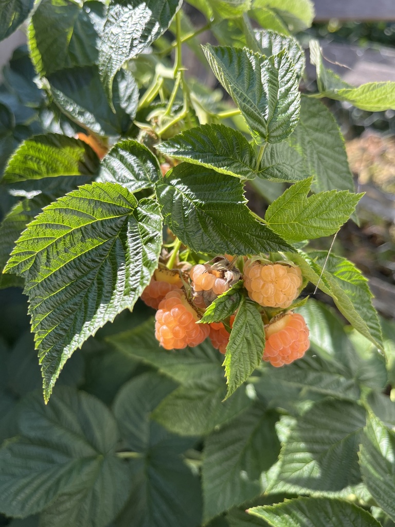 raspberries from 23rd Ave S, Des Moines, WA, US on August 31, 2024 at ...