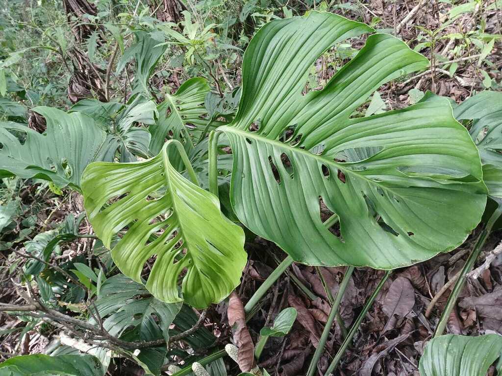 Swiss cheese-plant from Sahagún, Córdoba, Colombia on August 31, 2024 ...