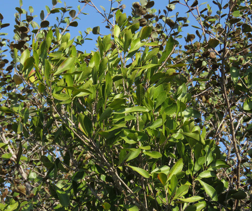 (Gymnanthes)