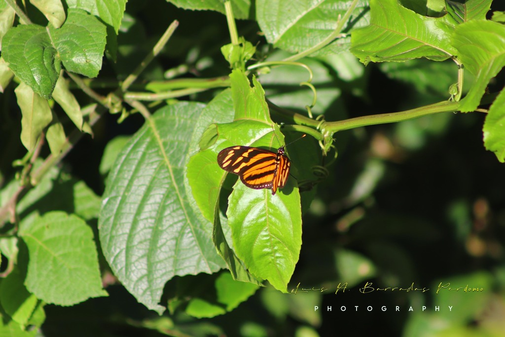 Eueides isabella eva from Nido del Halcón, Col Santa Bárbara, Ver ...