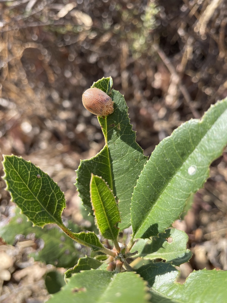 Dotted Paropsine Leaf Beetle from Sunshine Dr, Glendale, CA, US on ...