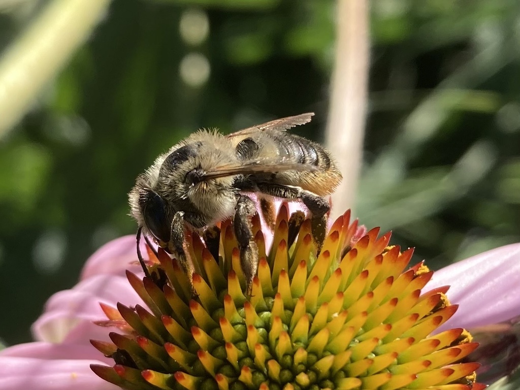 broad-handed leafcutter bee from 44th Ave S, Minneapolis, MN, US on ...