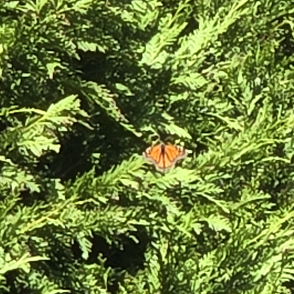 Monarch from Ashburton 7700, New Zealand on September 1, 2024 at 11:03 ...
