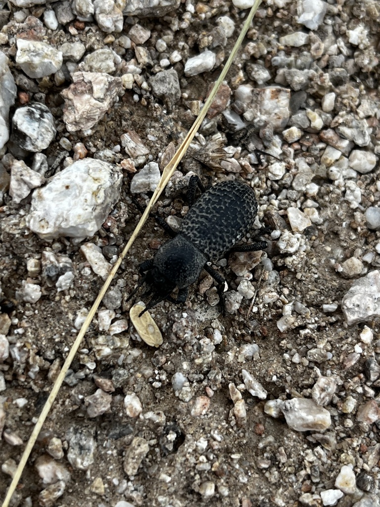 Cryptoglossa variolosa from Coronado National Forest, Tucson, AZ, US on ...
