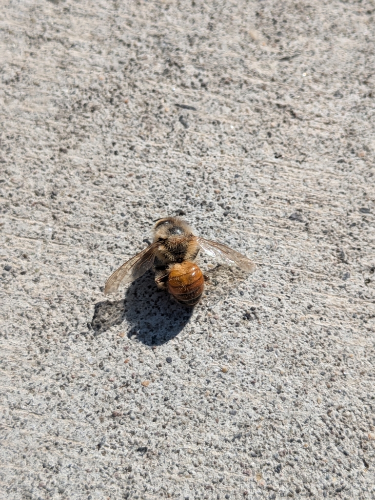Western Honey Bee from Ridgefield, WA 98642, USA on August 31, 2024 at ...