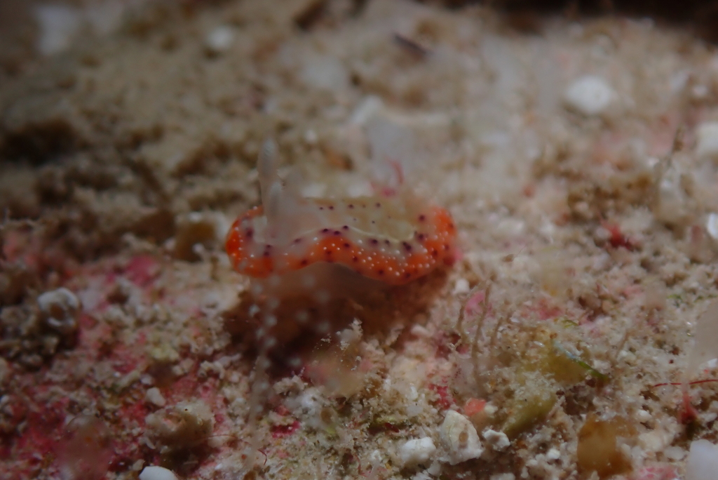 Goniobranchus decorus from Tinian, MP on June 29, 2024 at 06:50 PM by ...