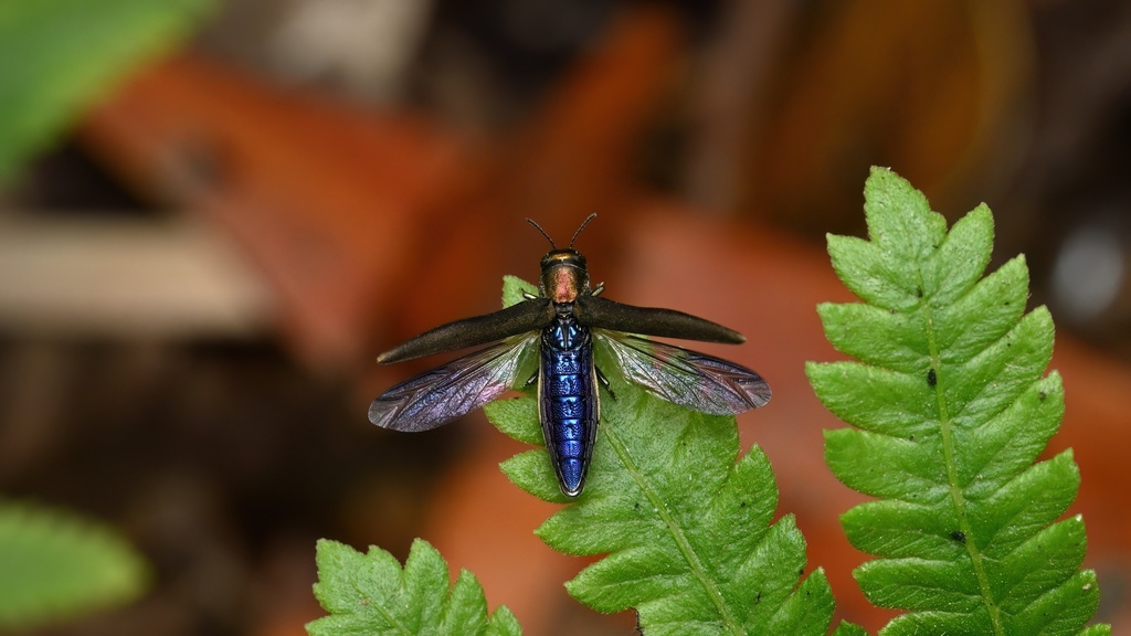 Elateriform Beetles from 308台灣新竹縣寶山鄉深井二路 on March 25, 2023 at 09:50 AM ...