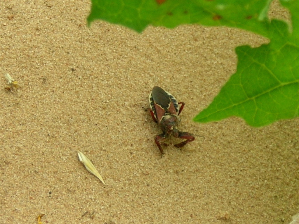 Plains Bee Assassin from Fort Worth Nature Center, Fort Worth, Texas on ...