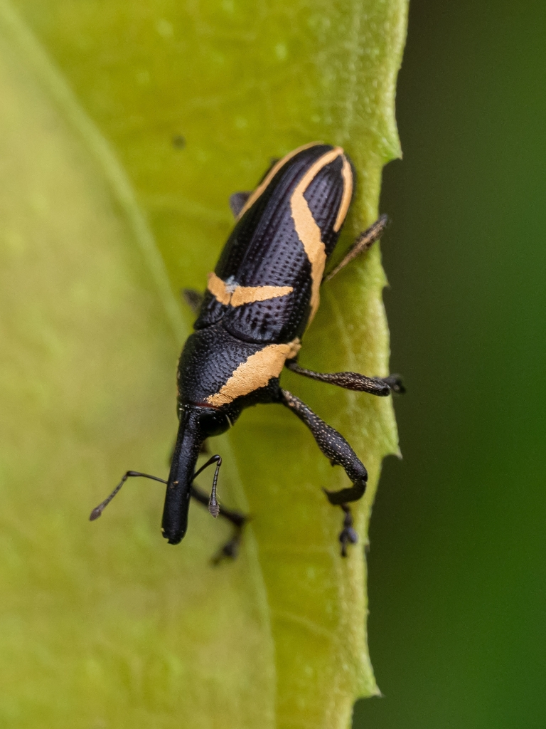 Sternuchopsis elegans from F42M+QPQ, Nembukrang, Nimbokrang, Jayapura ...