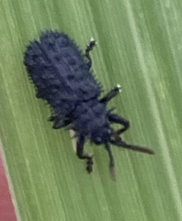 Hispellinus moerens from Honshu, Kyoto, Kyoto, JP on September 1, 2024 at 04:51 PM by Brandon ...