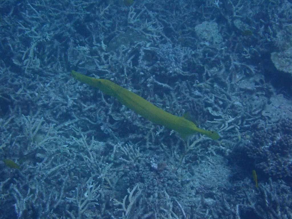 Pacific Trumpetfish from Calliope - Pt B, AU-QL, AU on September 1 ...