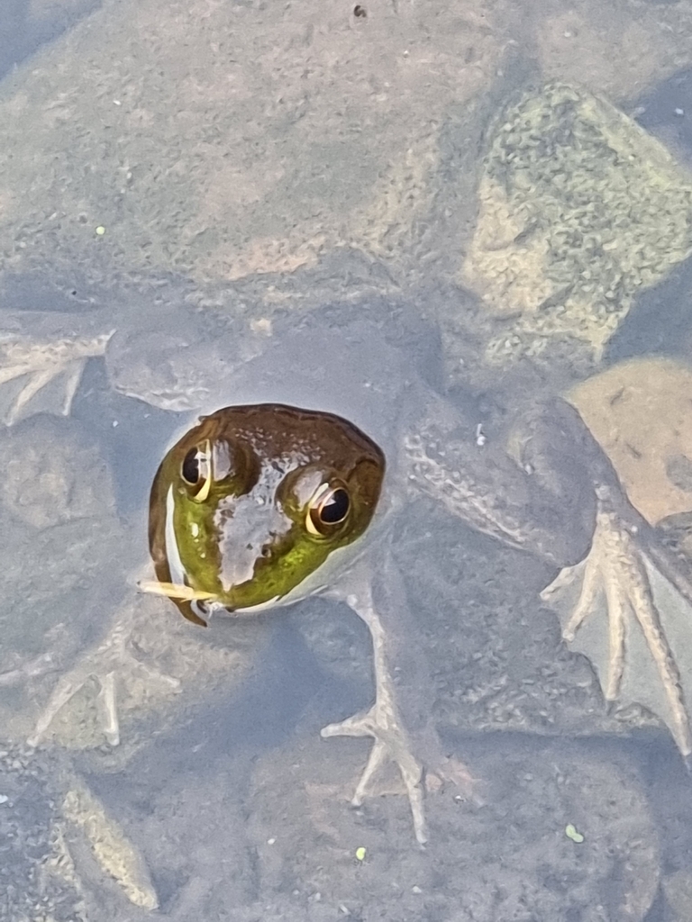 American Bullfrog from Central Oakland, Pittsburgh, PA, USA on August ...