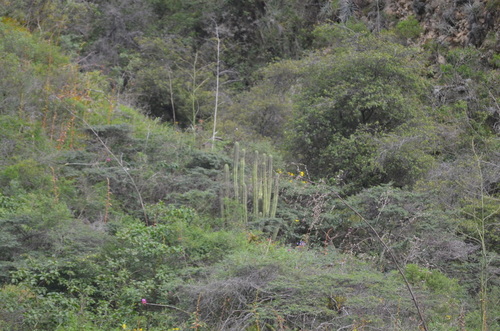 Photo 42592822, (c) Brian J. Enquist, all rights reserved, uploaded by ...