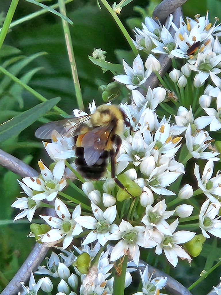 Rusty-patched Bumble Bee in September 2024 by Jenny Hoople · iNaturalist