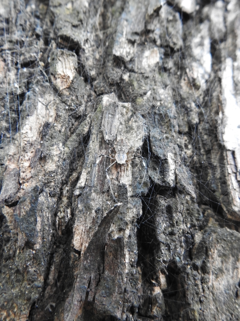 Ornamental Tree Trunk Spider from Kadra Cross Bus Stop, Kadra ...
