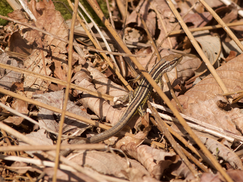 China Grass Lizard from 中国湖州市安吉县龙王山 on April 14, 2013 at 10:07 AM by ...