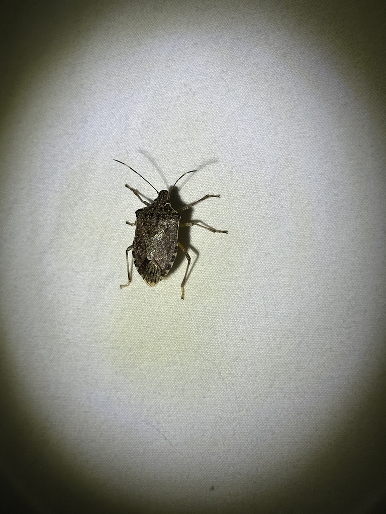 Brown Marmorated Stink Bug from Tanglewood Ave, Auburn, AL, US on ...