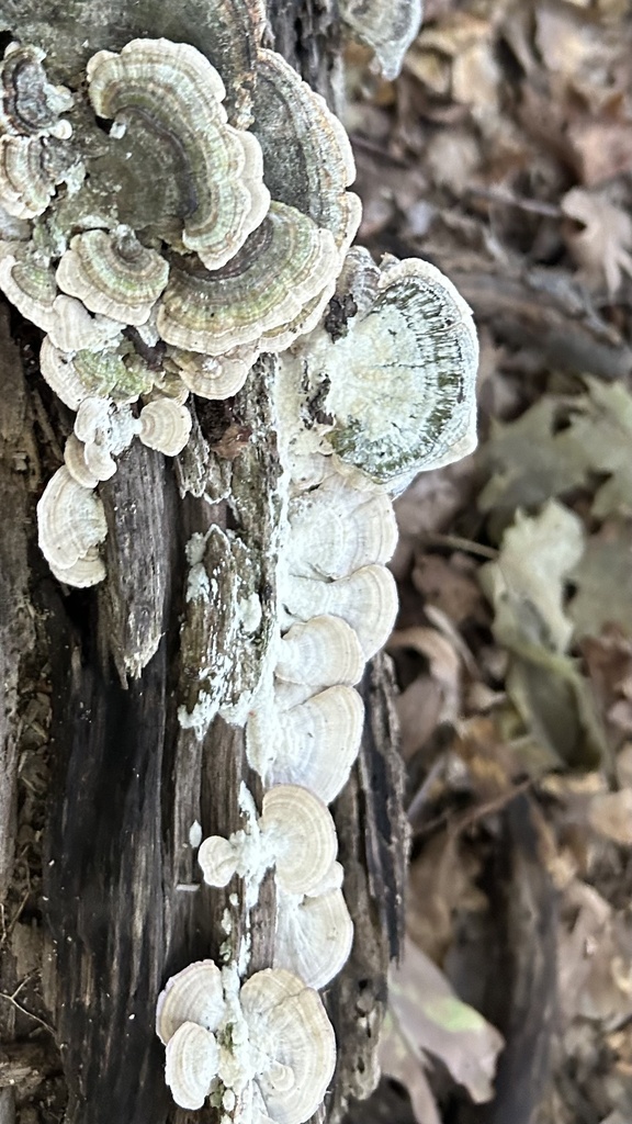 violet-toothed polypore from Creve Coeur Park, Maryland Heights, MO, US ...
