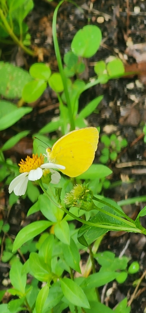 Dina Yellow from Miami-Dade County, US-FL, US on September 1, 2024 at ...