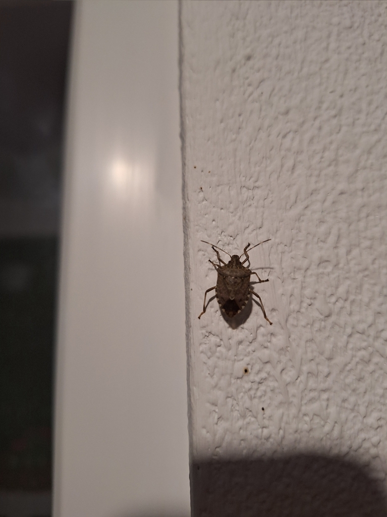 Brown Marmorated Stink Bug from Fişcălia, România on September 1, 2024 ...