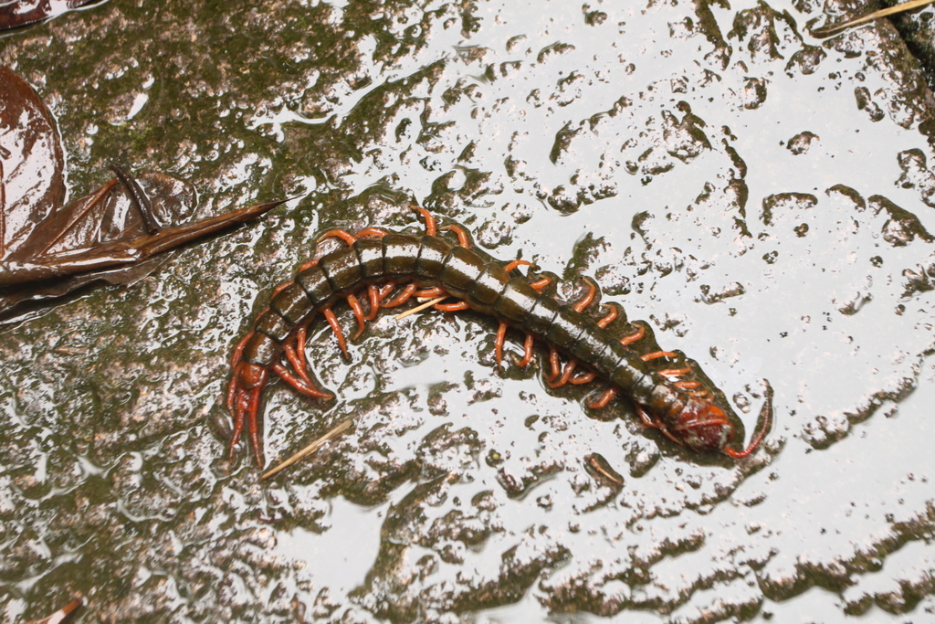Scolopendra multidens from 中国浙江省杭州市西湖区桃源岭1号 on June 12, 2013 at 10:09 ...