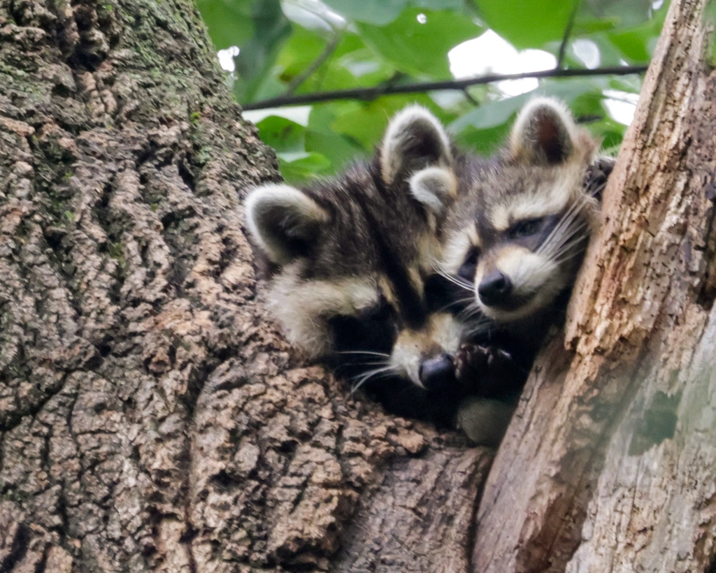 Common Raccoon from Montezuma, VA 22821, USA on September 1, 2024 at 12 ...