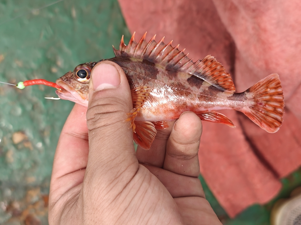 False Kelpfish from 浙江省舟山市普陀区大青山国家公园 on July 11, 2024 at 09:50 AM by ...