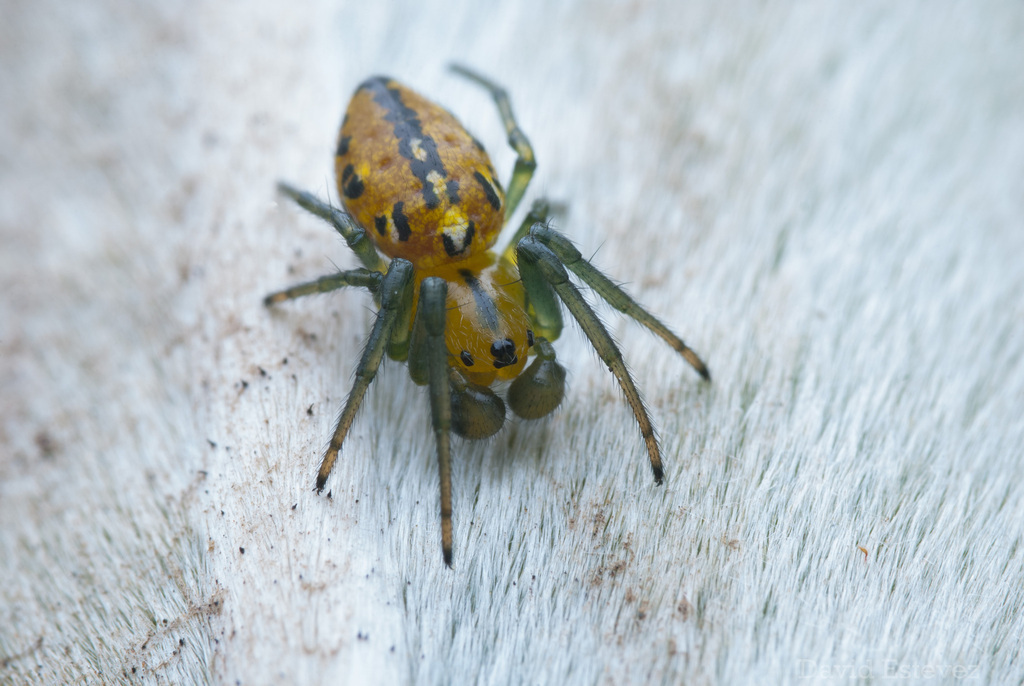 Alpaida variabilis (Arañas y ácaros de Bogotá ) · NaturaLista Colombia