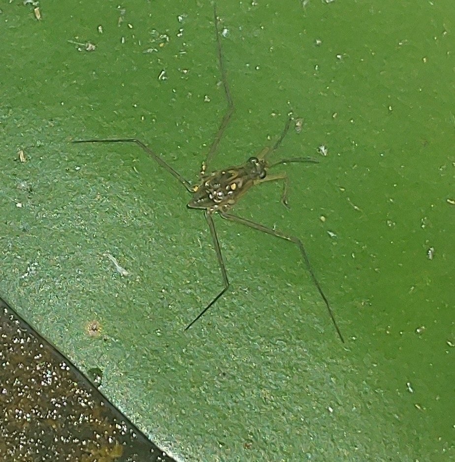 North American Common Water Strider from Rancho Palos Verdes, CA, USA ...