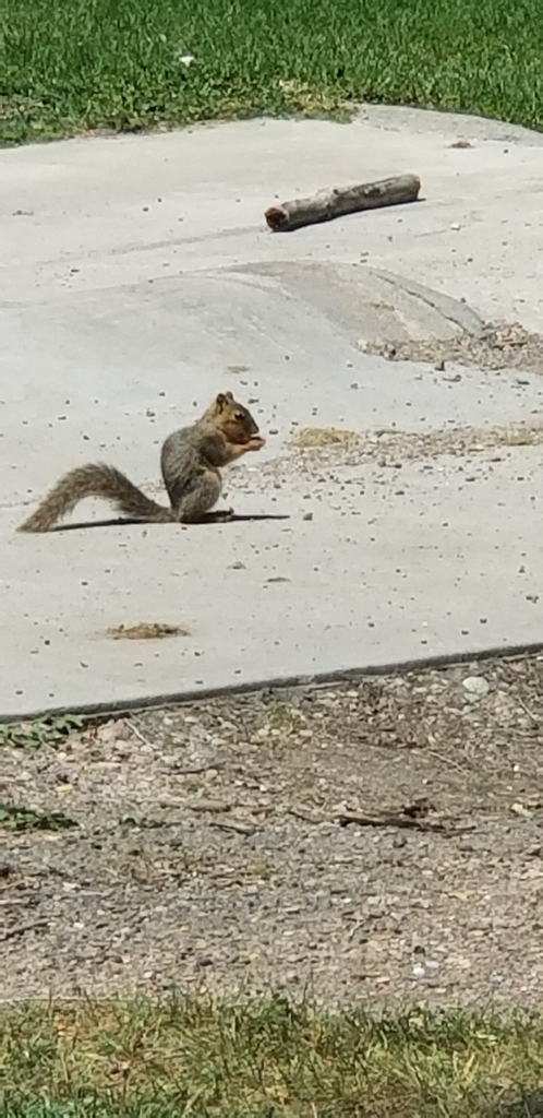 Fox Squirrel from Belmont, Pueblo, CO 81001, USA on June 21, 2019 at 01 ...