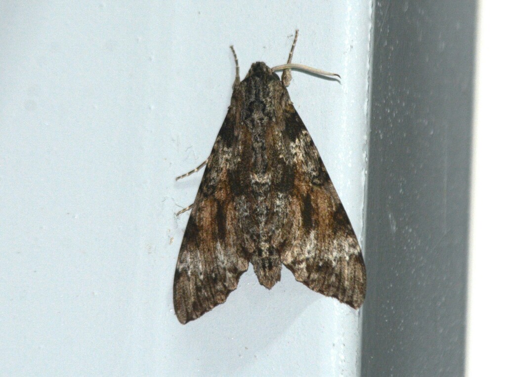 Rimosus Sphinx from 63734 La Cruz de Huanacaxtle, Nayarit, Mexico on ...