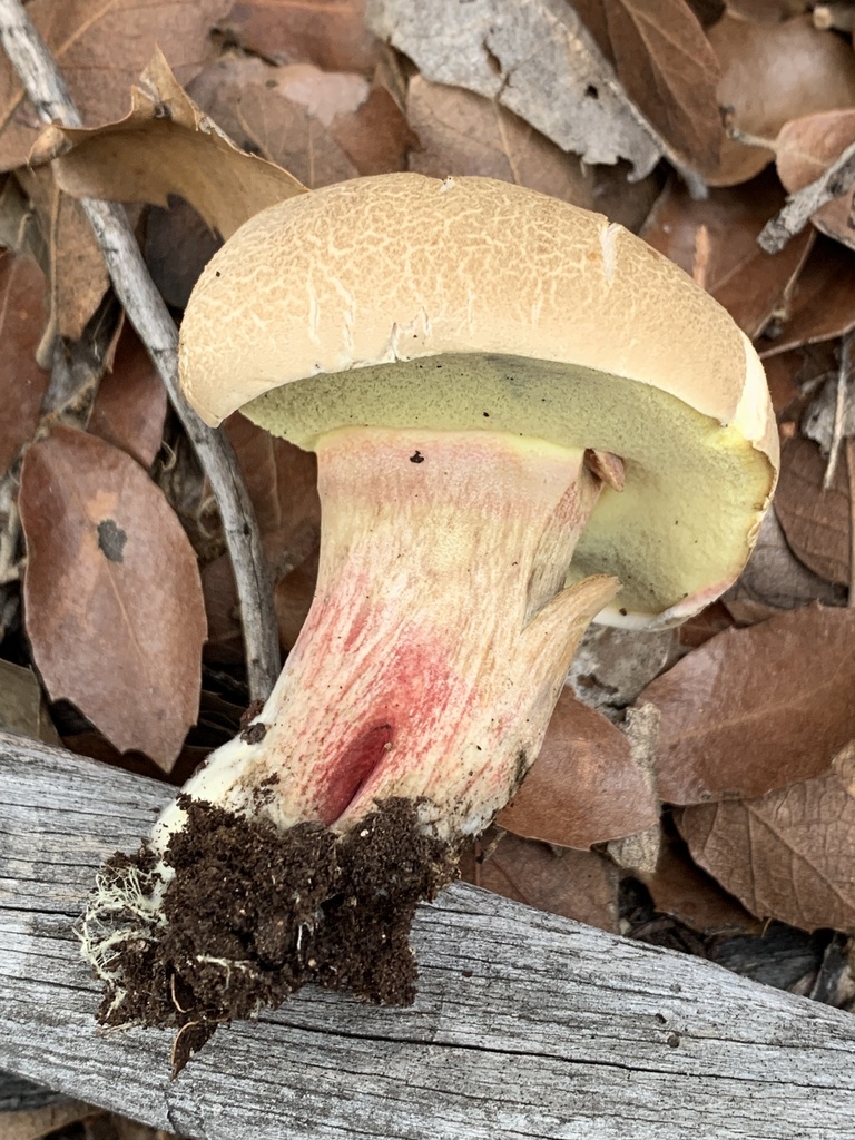 Bitter Boletes in August 2024 by ewasiukb. Growing on ground underneath ...