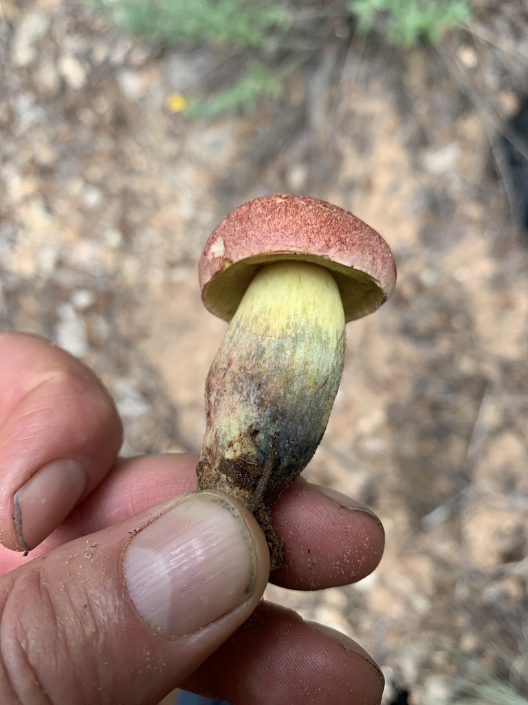 Pulchroboletus rubricitrinus in August 2024 by ewasiukb. Growing in ...