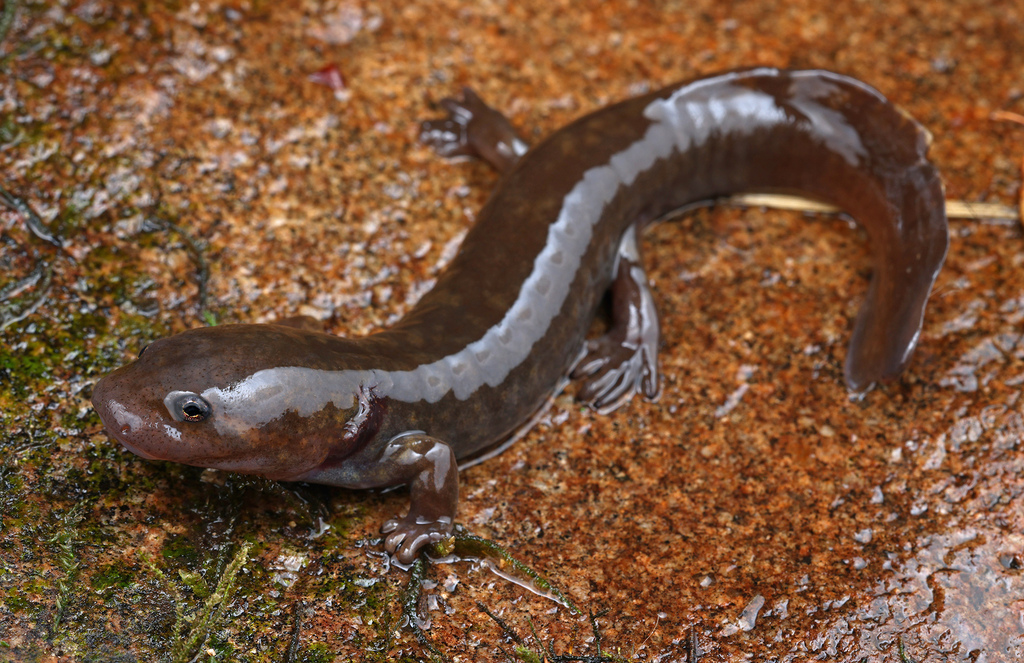 Copes Giant Salamander