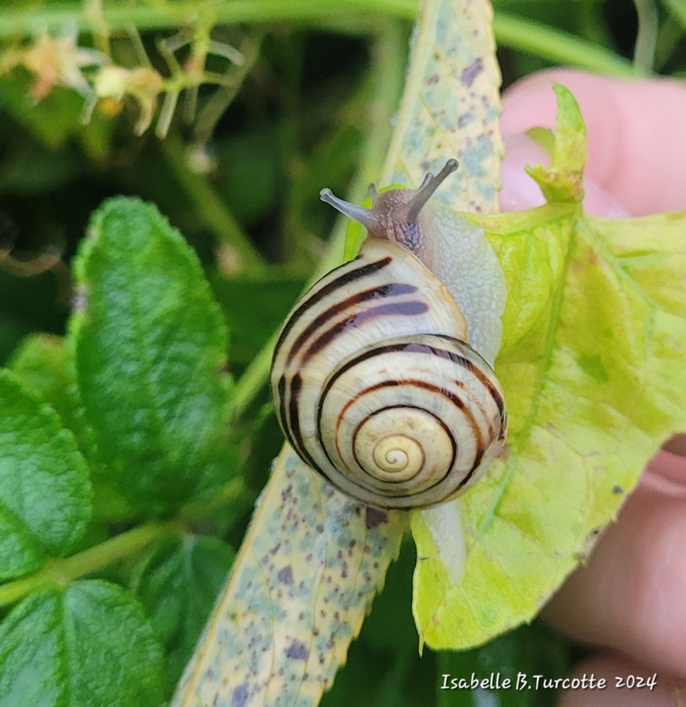 White-lipped Snail from Saint-Jean-Port-Joli, QC, Canada on September 1 ...