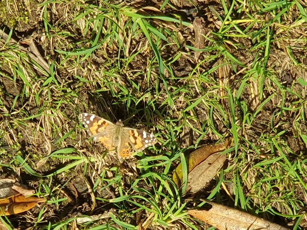 Australian Painted Lady from One Tree Hill, Auckland, New Zealand on ...